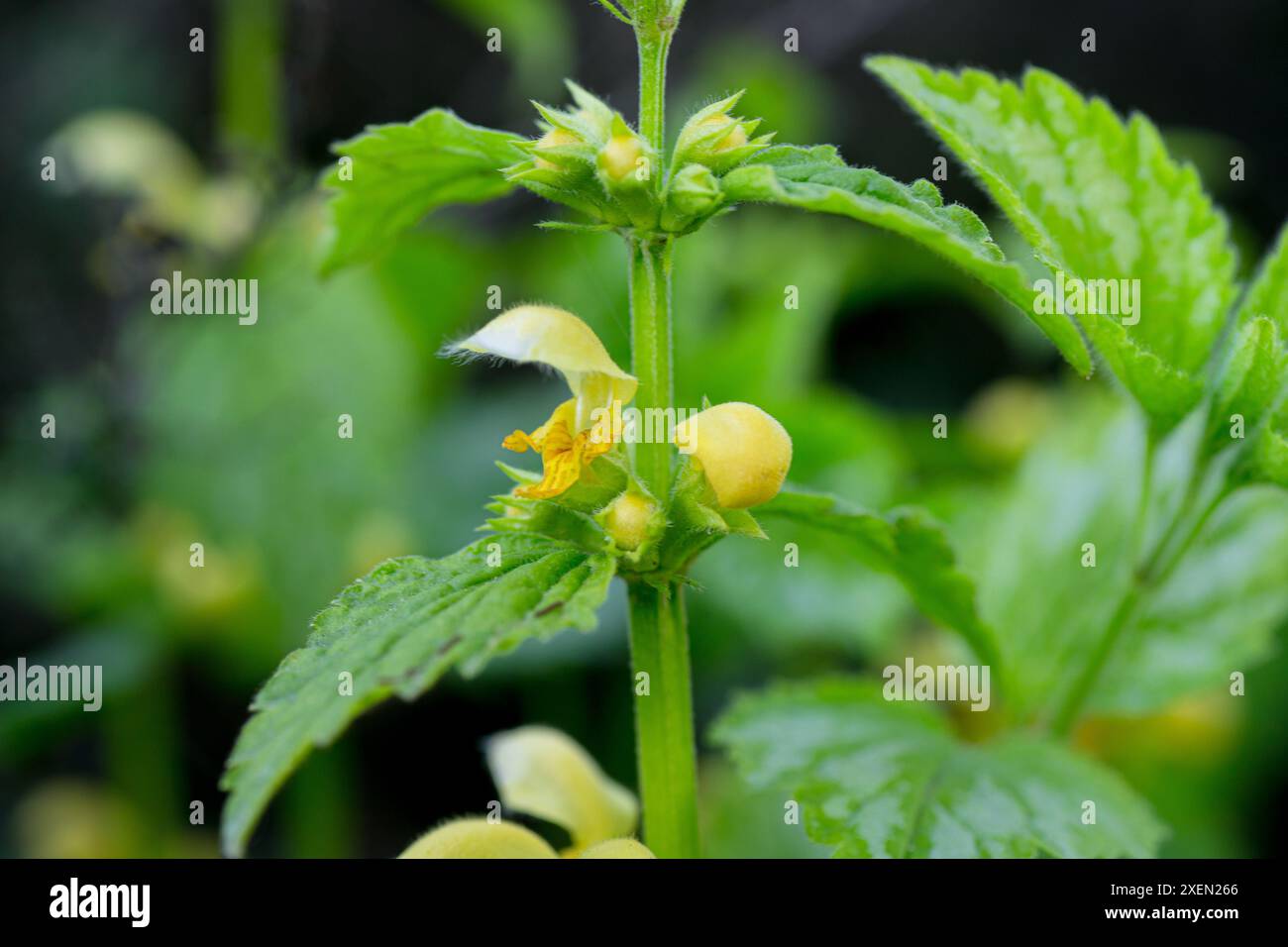 A close-up photograph of a yellow dead nettle plant with flowers ...