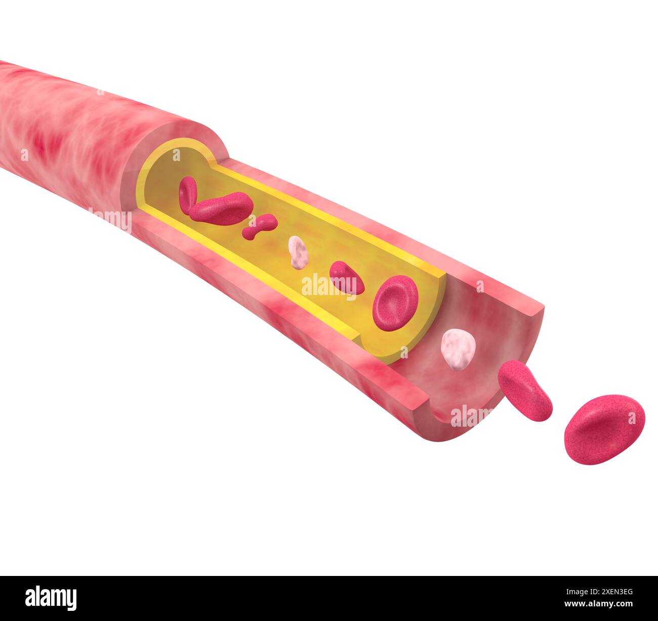 Slows blood flow Cut Out Stock Images & Pictures - Alamy