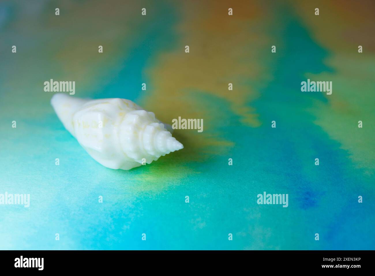Shell on background stained with watercolor with shades of the color of ...