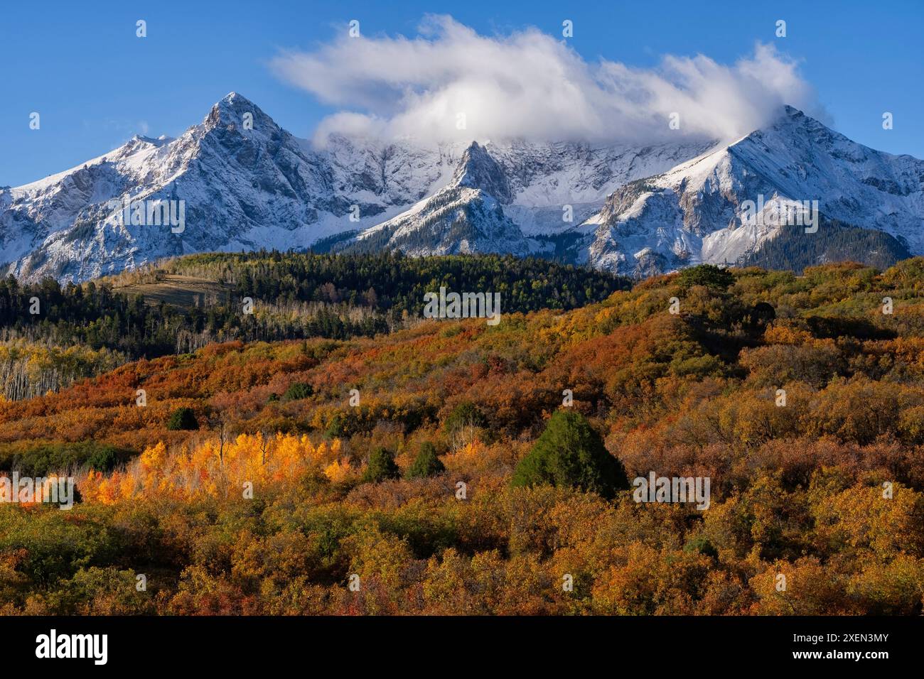 Aspen trees turn the color of an artist palette during autumn in ...