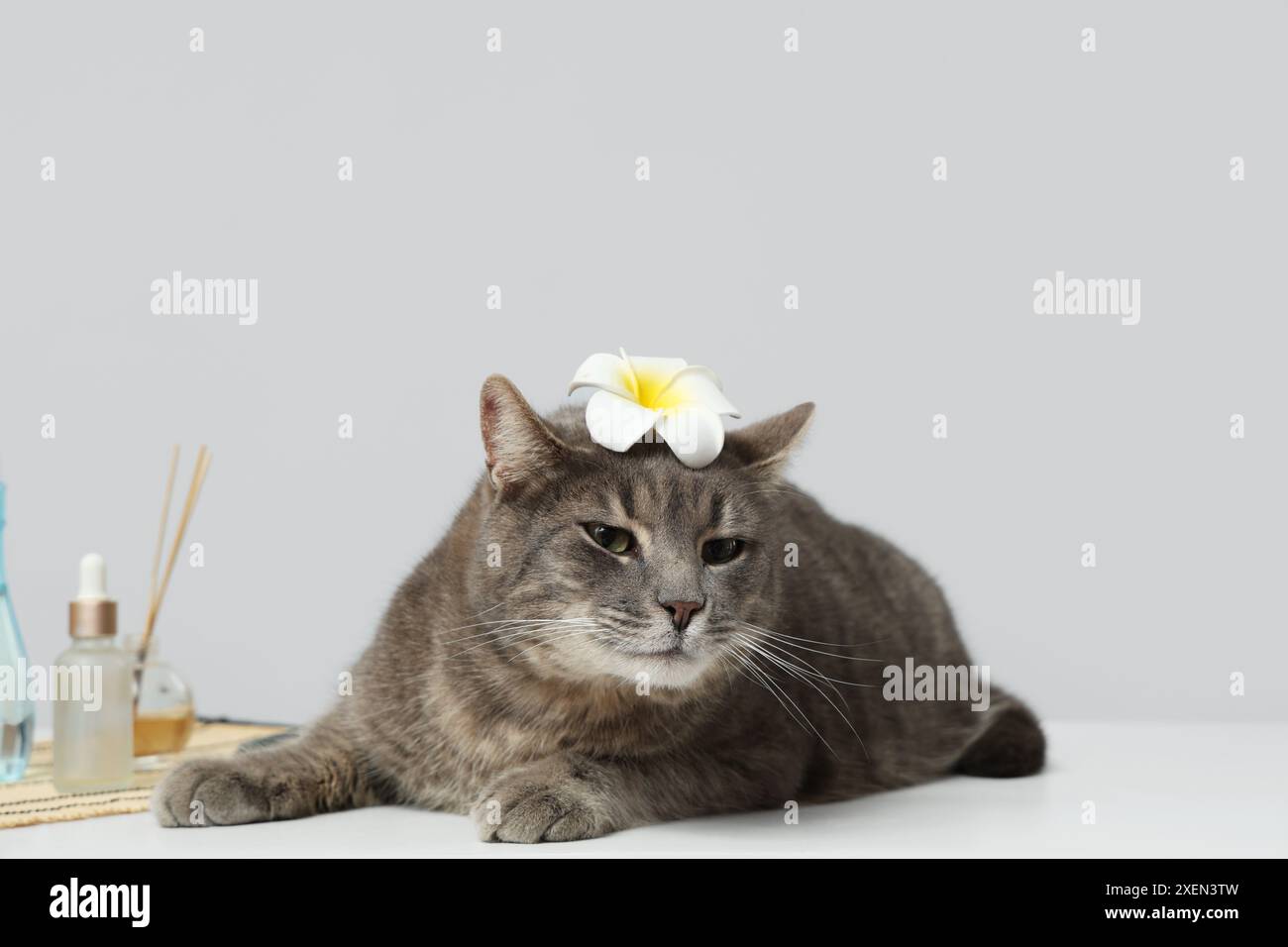 Cute cat with flower and spa supplies lying on table near grey wall ...