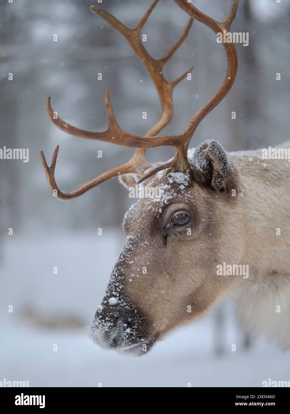Reindeer covered with snow during the arctic winter. Reindeer Farm near ...