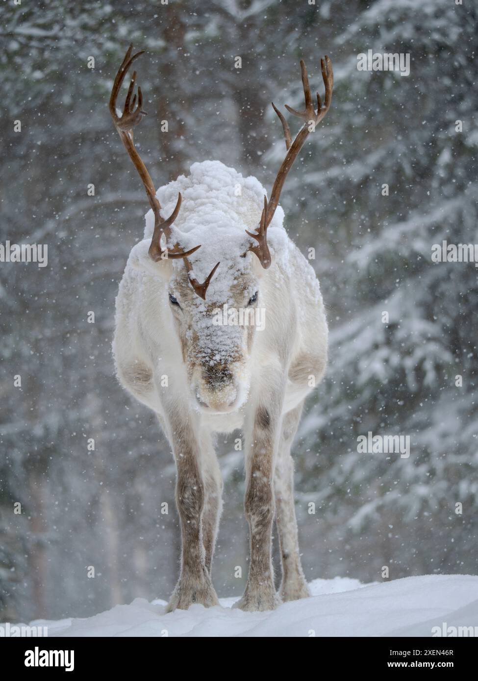Reindeer covered with snow during the arctic winter. Reindeer Farm near ...