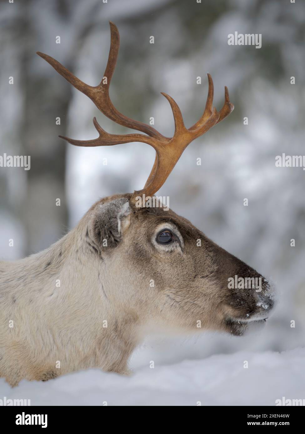 Reindeer in deep snow during the arctic winter. Reindeer Farm near Pyha ...