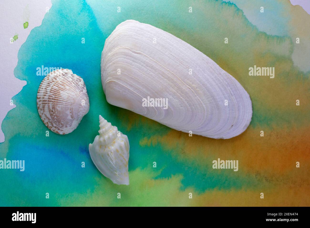 Three different shells on watercolor stained background with shades of ...