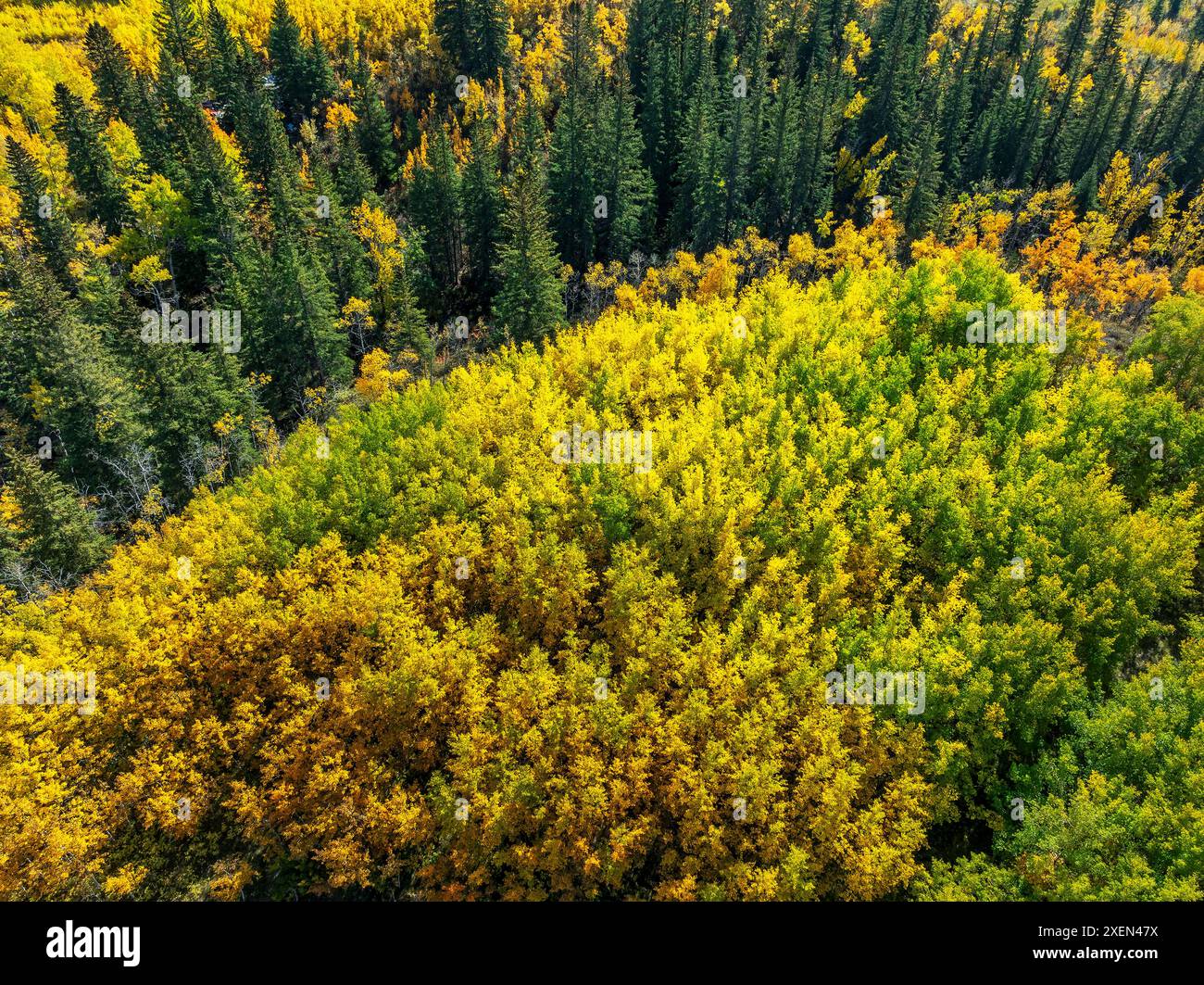 Golden forests hi-res stock photography and images - Alamy