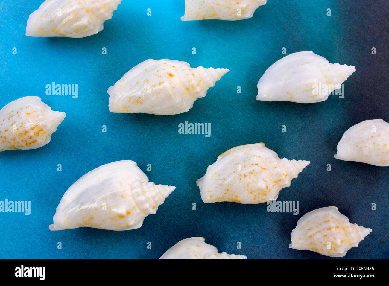 Shells on background stained with watercolor with shades of the color ...