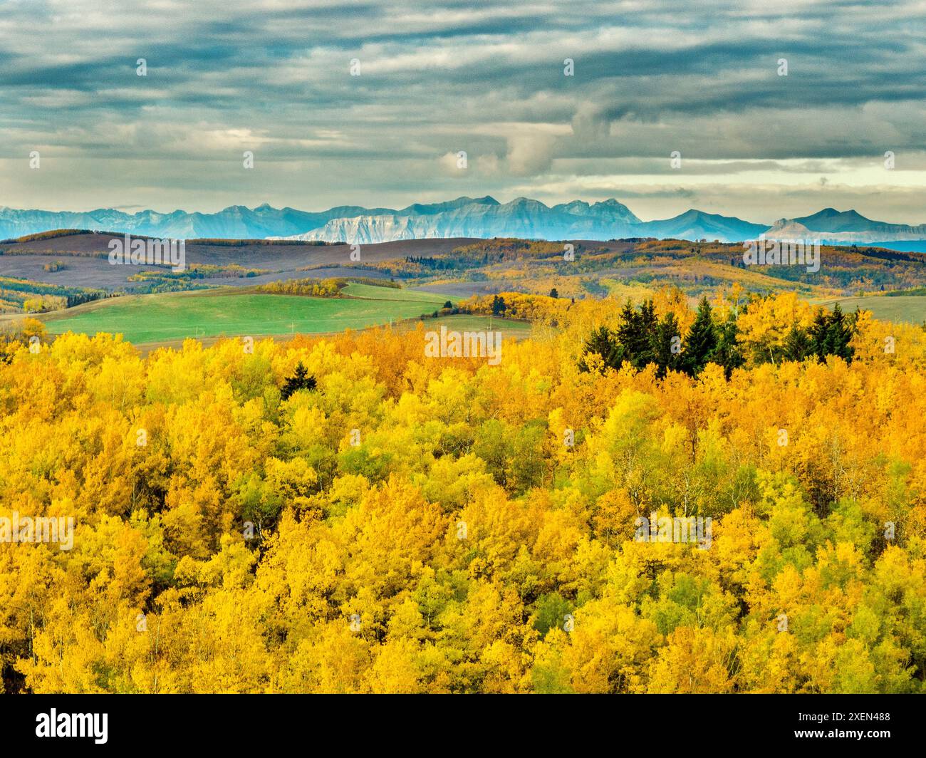 Aerial view of the glowing golden trees in the fall with rolling hills ...