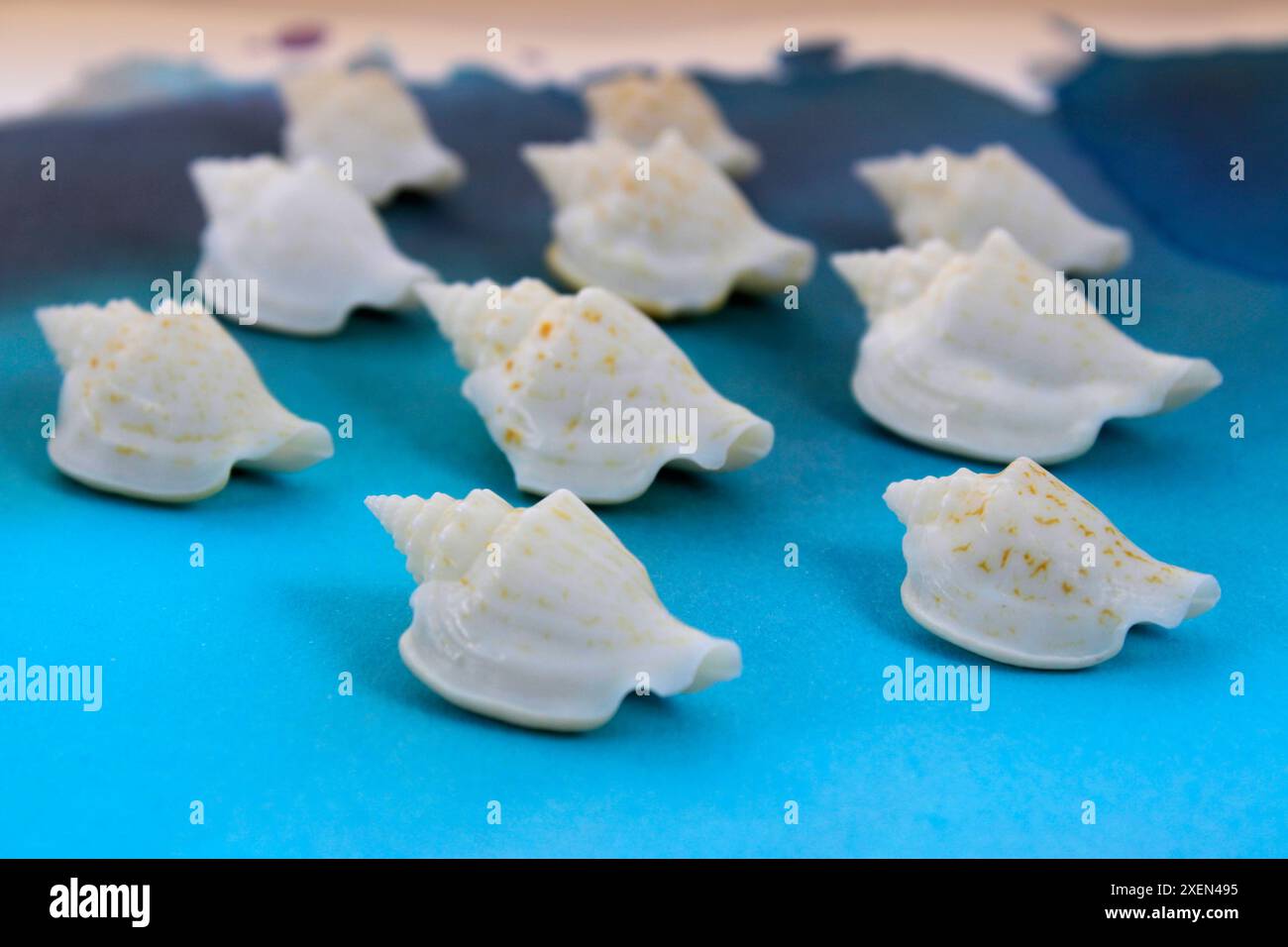 Group of shells on background stained with watercolor with shades of ...