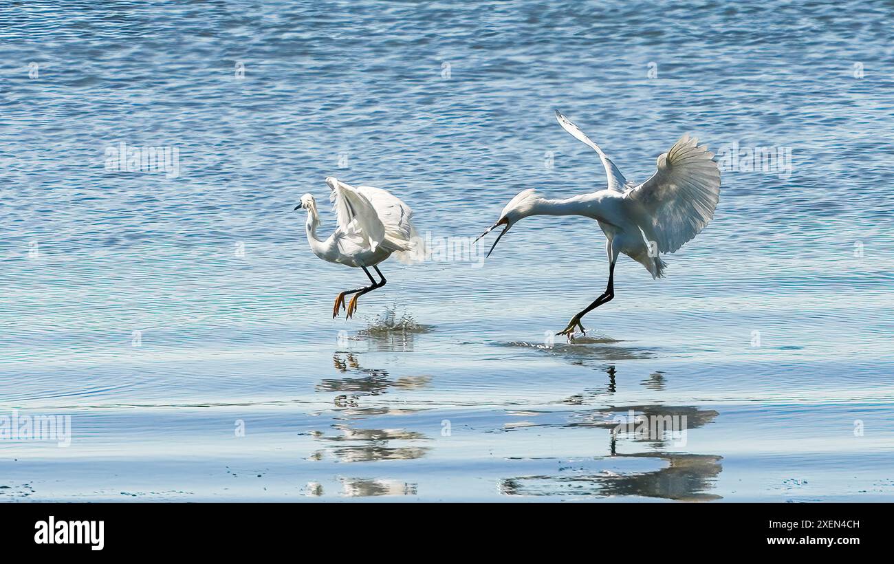 Two snowy egrets engage in a lively dance on a sunny beach Stock Photo - Alamy