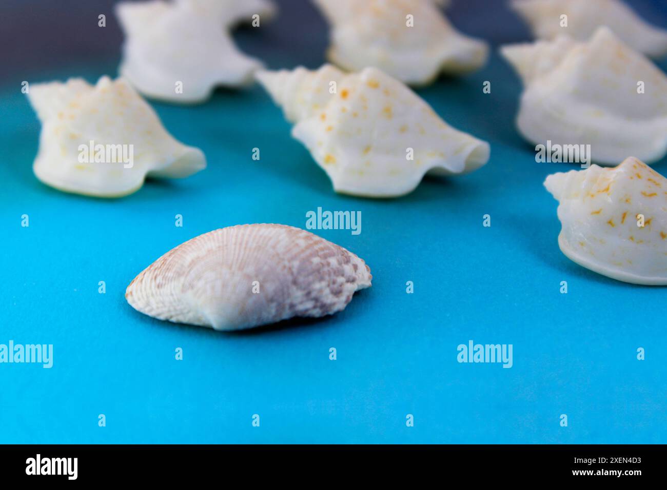 Group of shells where one is different from the rest on background ...