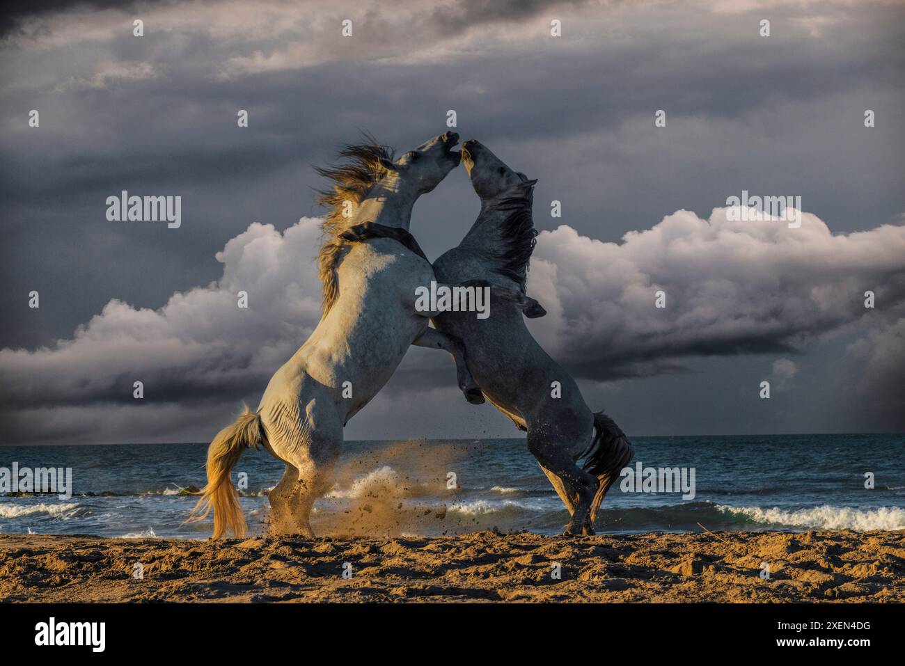 France, Saintes-Maries-de-la-Mer. White Camargue stallions fighting on ...