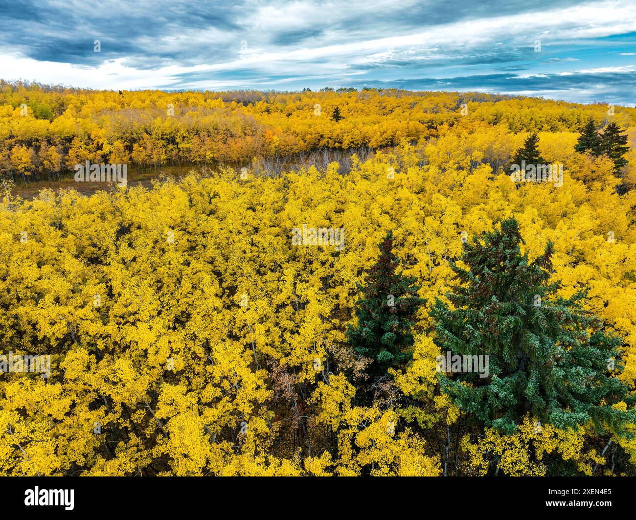 Aerial view of a few evergreens surrounded by golden colored trees in ...