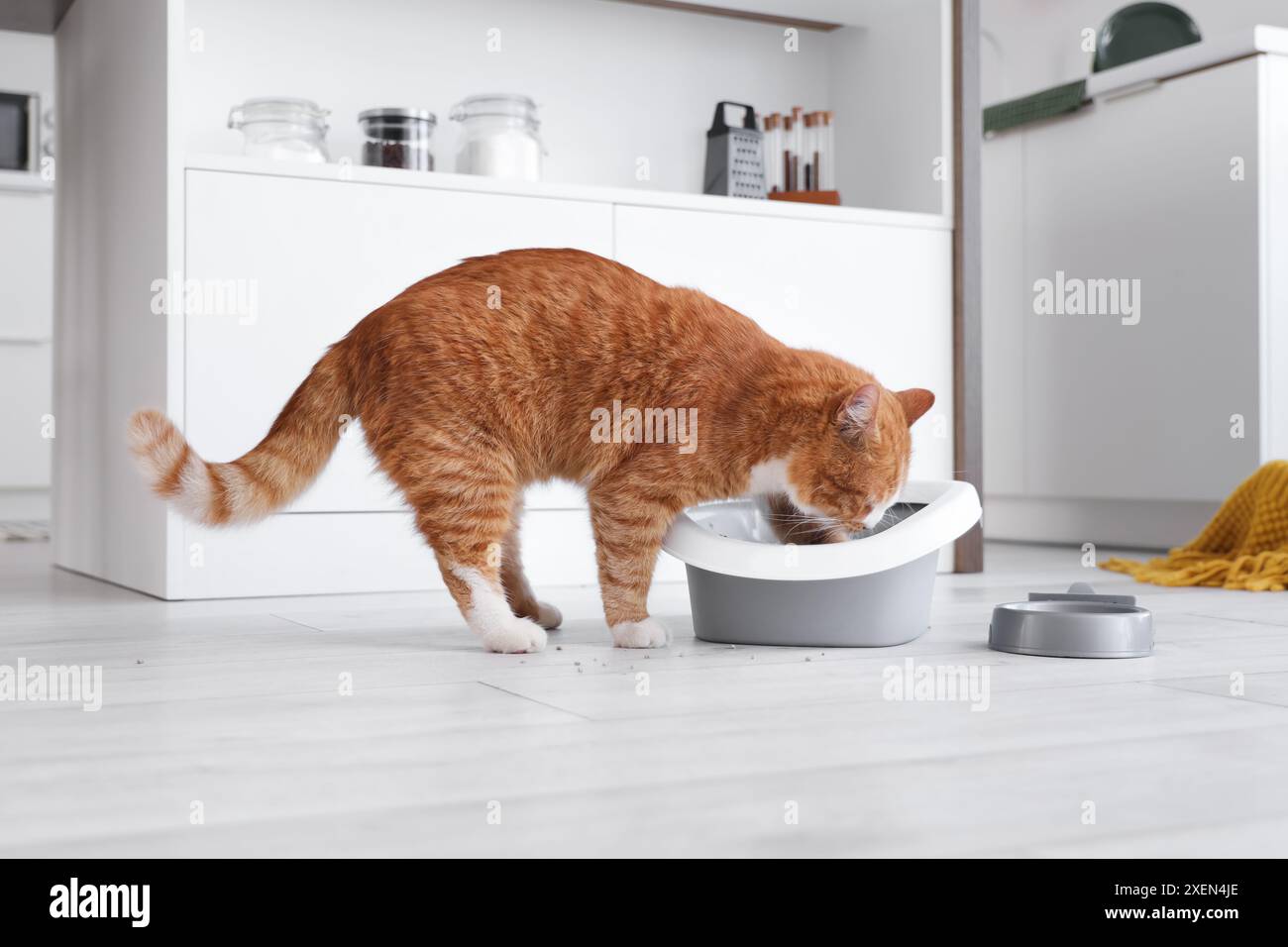 Cute cat digging in litter box at home Stock Photo - Alamy