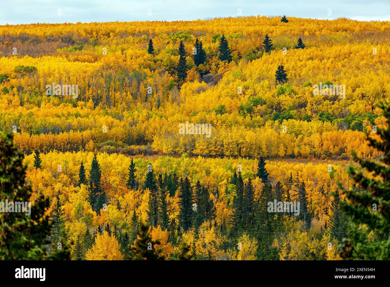 Colourful treed hillside in the fall with some evergreen trees; Calgary ...