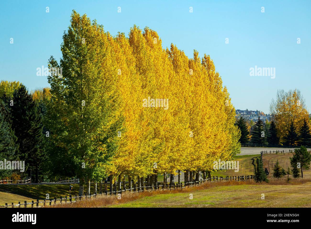 Countryside deciduous trees hi-res stock photography and images - Alamy