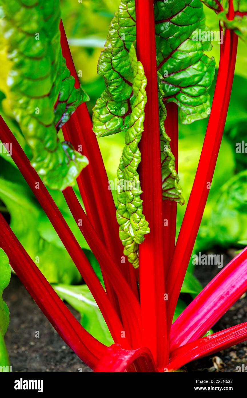 Cicla group hi-res stock photography and images - Alamy