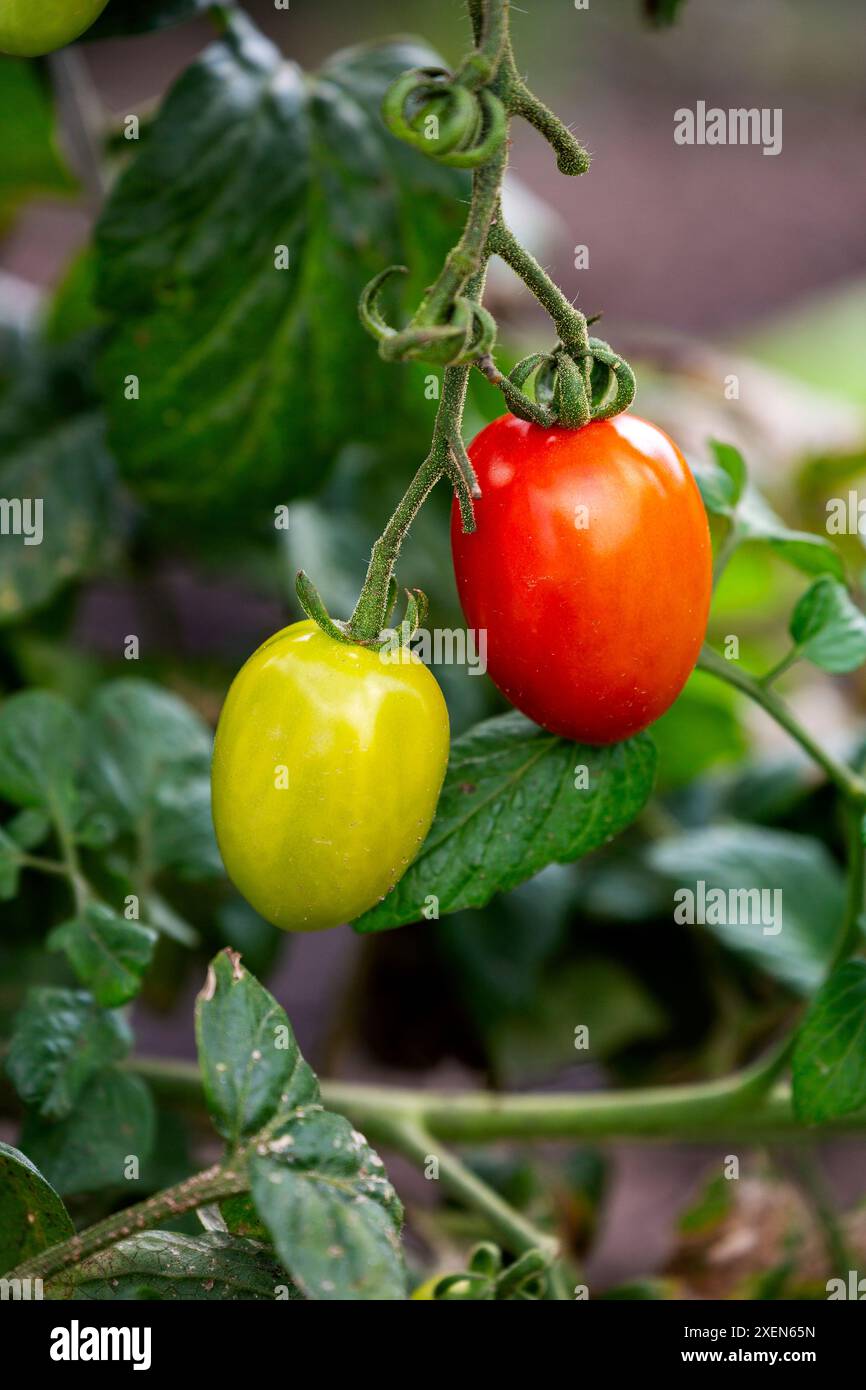 Tomato growth stages hi-res stock photography and images - Alamy