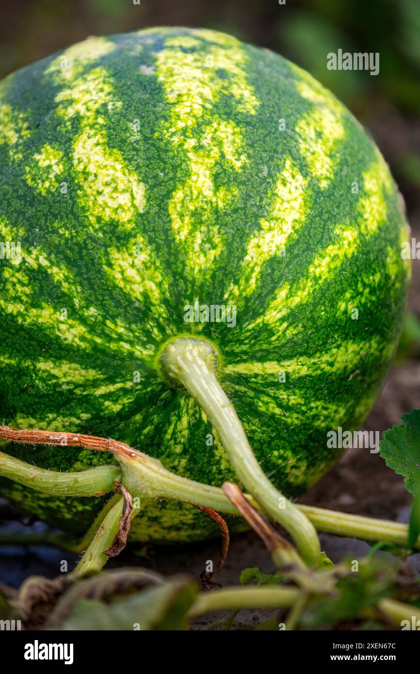 Close up of striped watermelon growing on the vine in a garden; Port ...