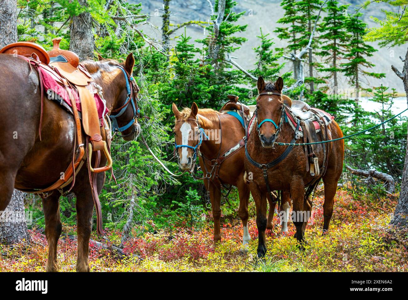 Horses with saddles in a forest with a lake in the background in ...