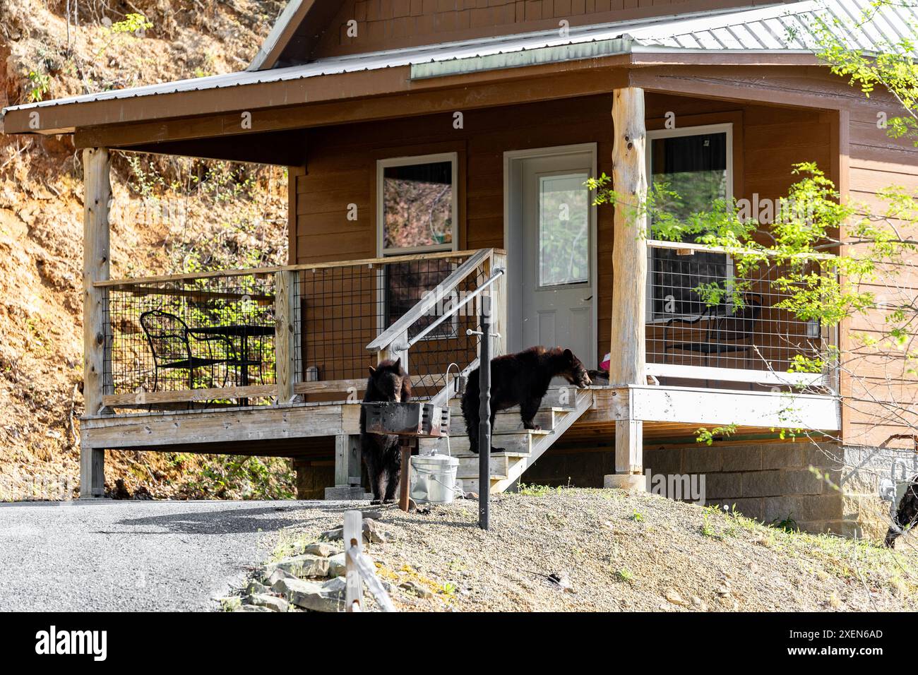 Bears in front of a wooden cabin in the Great Smoky Mountains ...