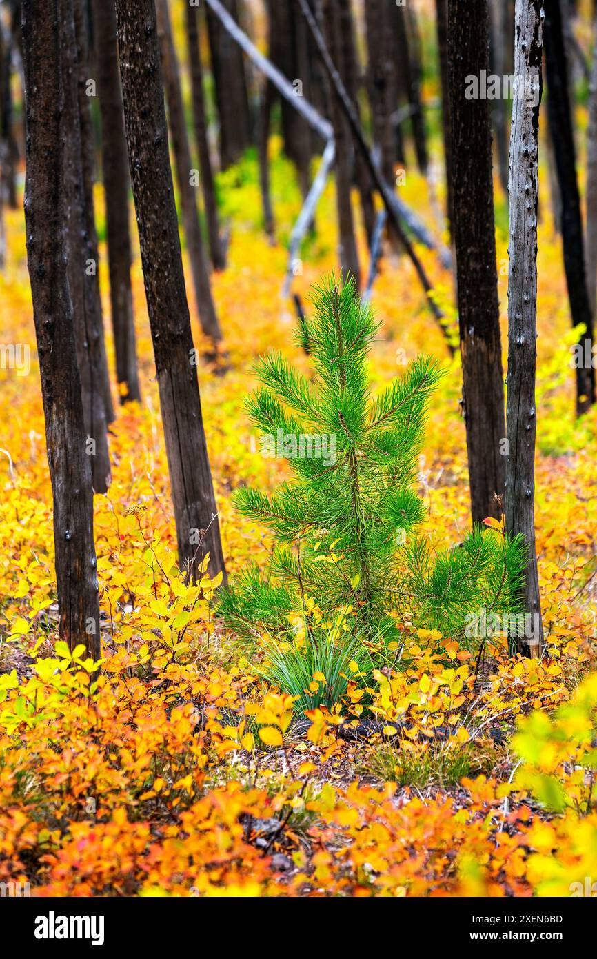 Growth in burned forest hi-res stock photography and images - Alamy