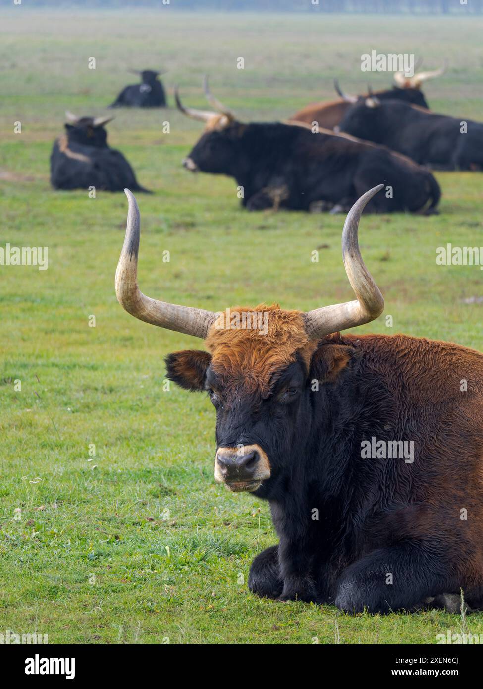 Heck Cattle, a disputed attempt to breed back the extinct Aurochs from ...