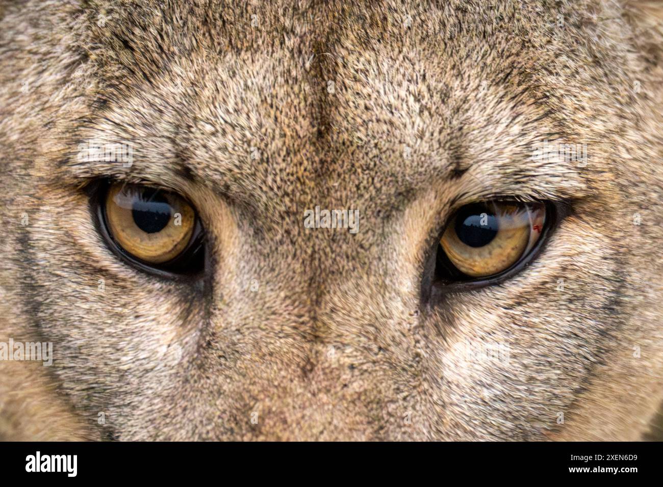 Close-up of puma (Puma concolor) face showing both eyes in Torres del ...