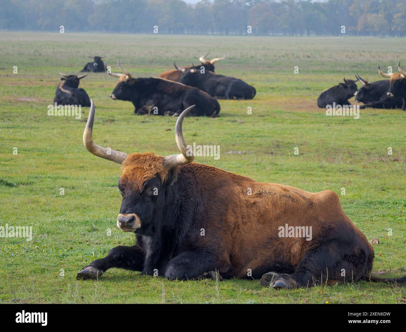Heck Cattle, a disputed attempt to breed back the extinct Aurochs from ...