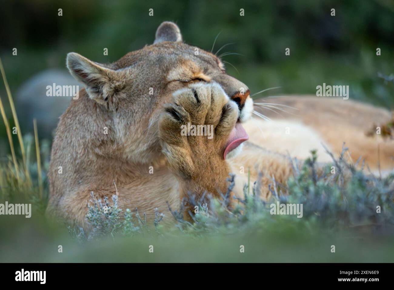 Close-up of puma (Puma concolor) lying down licking paw in Torres del ...