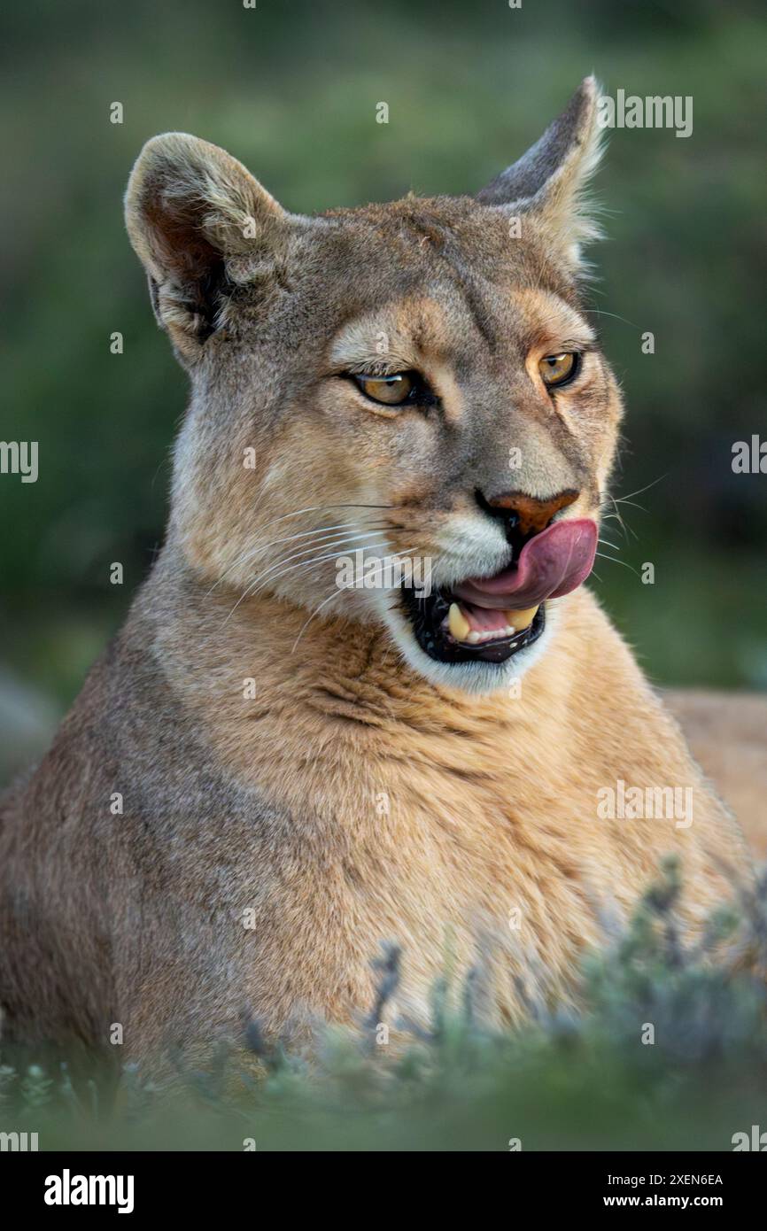 Close-up of puma (Puma concolor) lying down licking it's nose in Torres ...