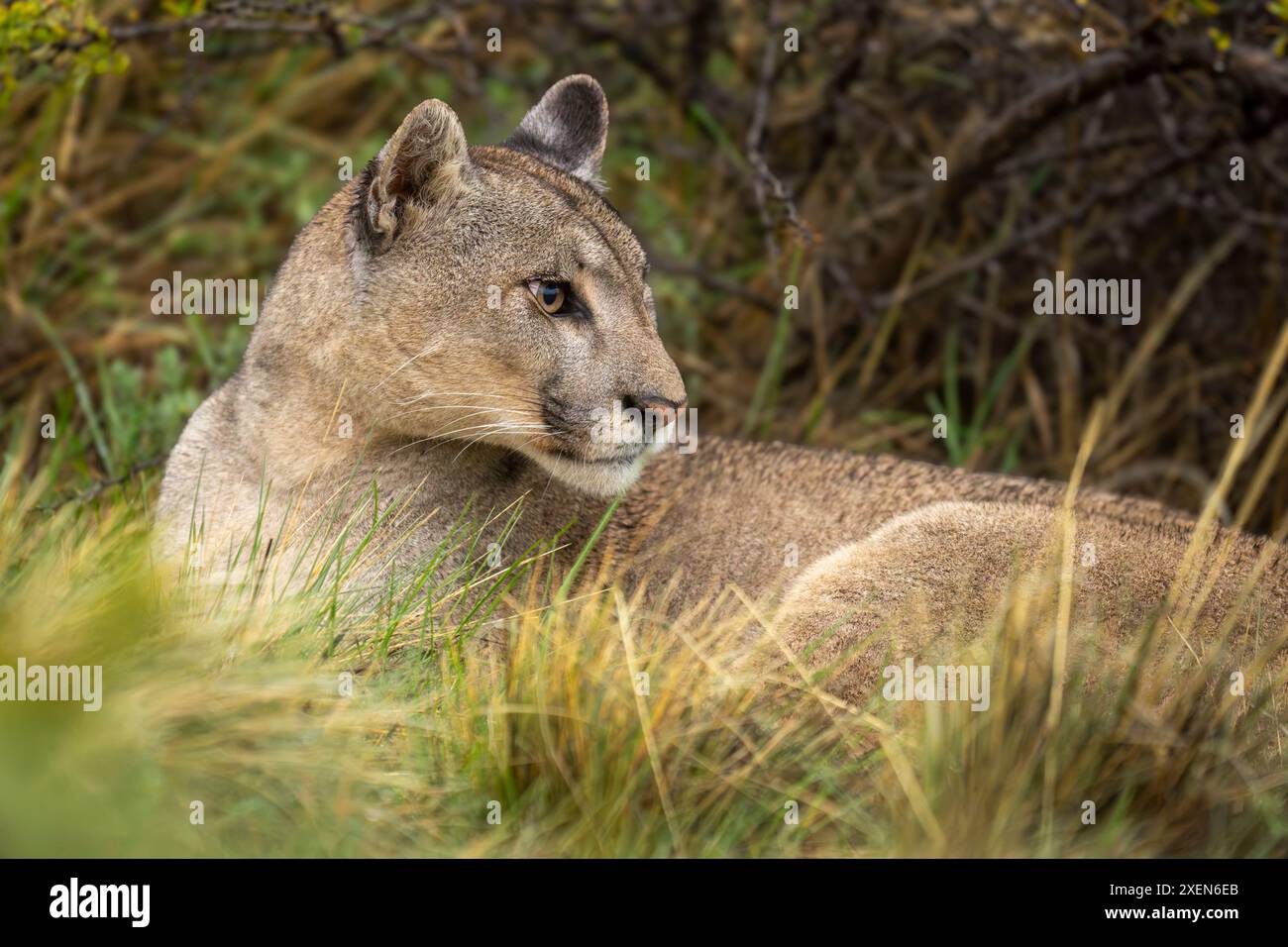Close-up of puma (Puma concolor) lying wide-eyed in grass in Torres del ...