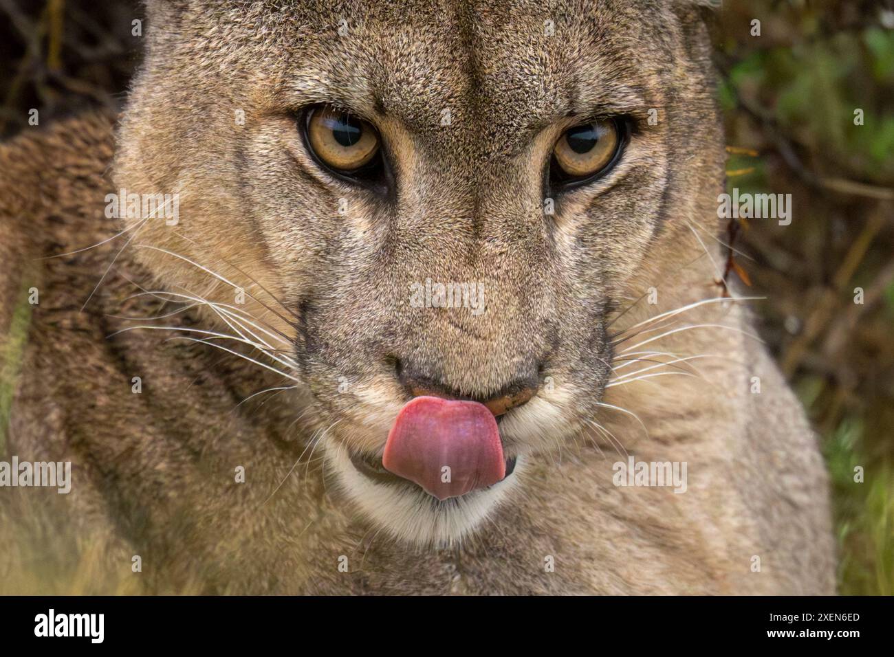 Close-up of puma (Puma concolor) licking lips in bushes of Torres del ...