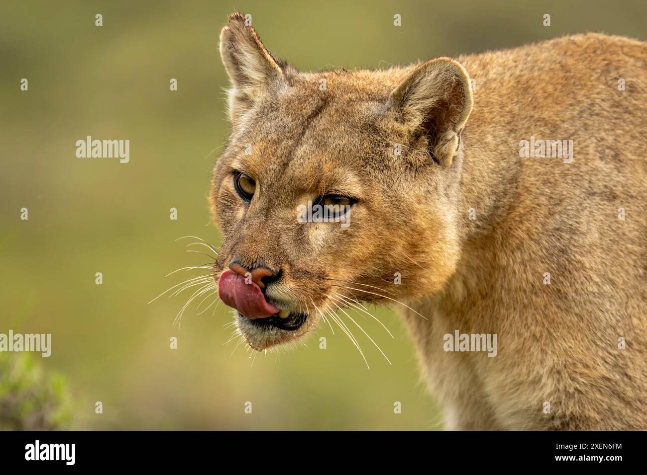Close-up of puma (Puma concolor) standing licking it's nose in Torres ...