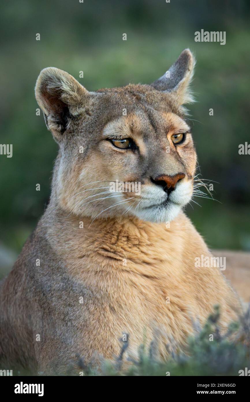Chile tourist shut hi-res stock photography and images - Alamy