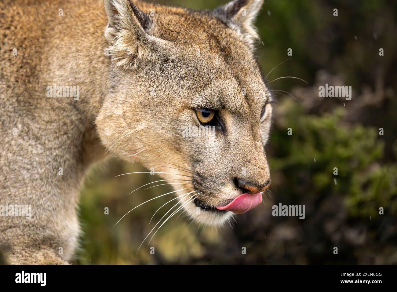 Close-up of puma (Puma concolor) standing licking it's lips in Torres ...