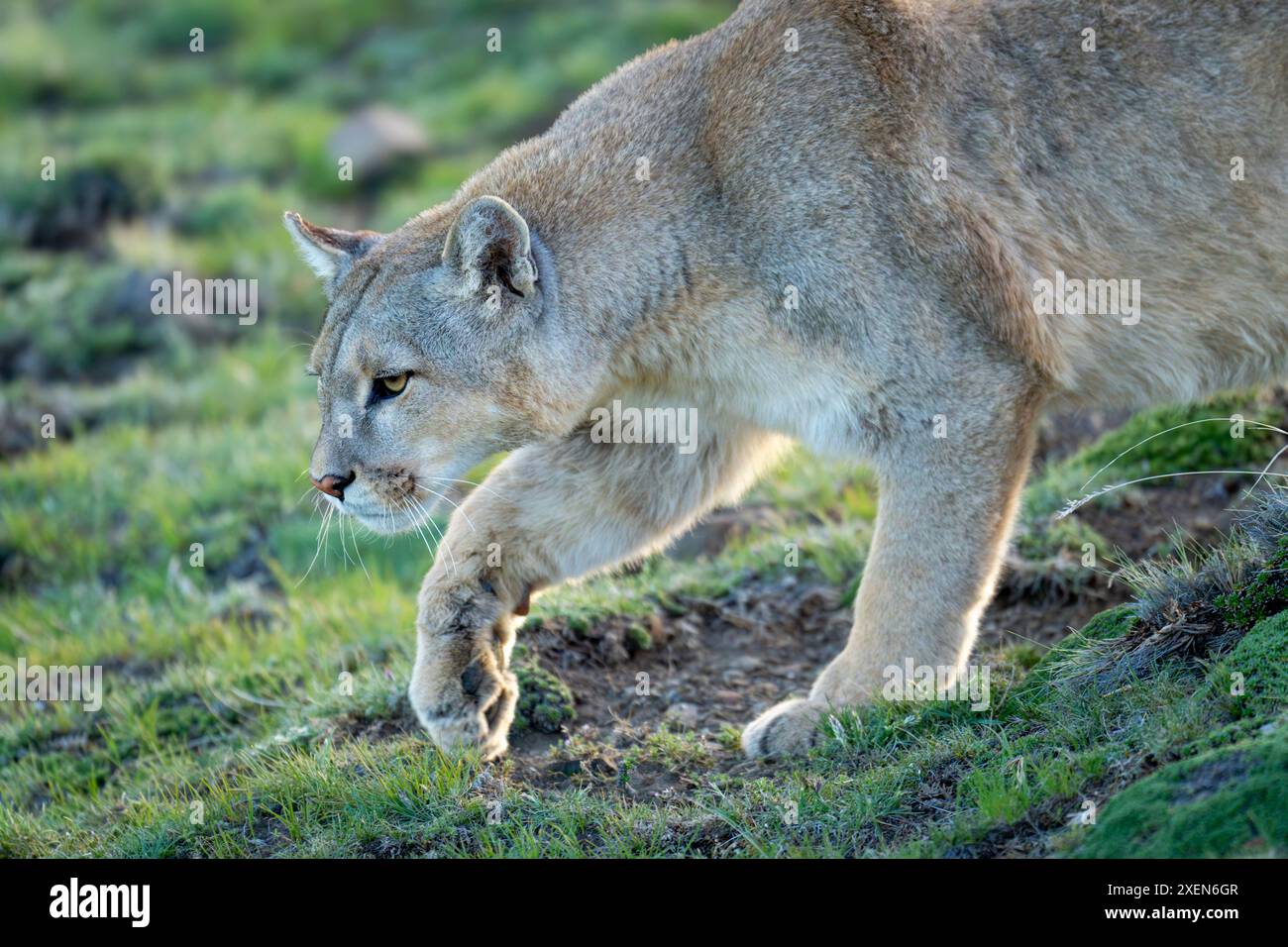 Close-up of puma (Puma concolor) walking with raised paw in Torres del ...