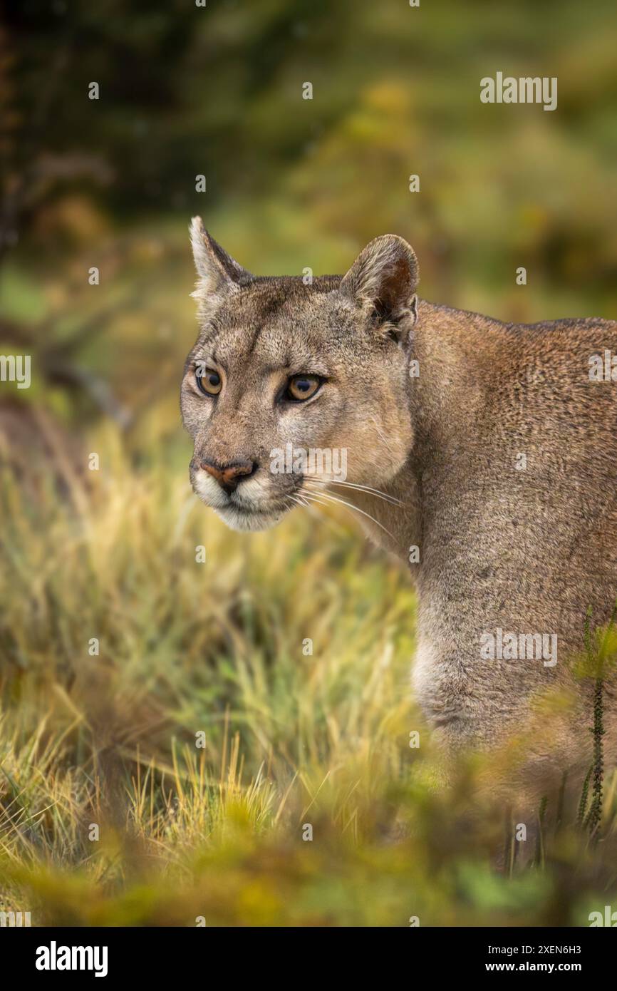 Close-up of puma (Puma concolor) standing staring in rain in Torres del ...