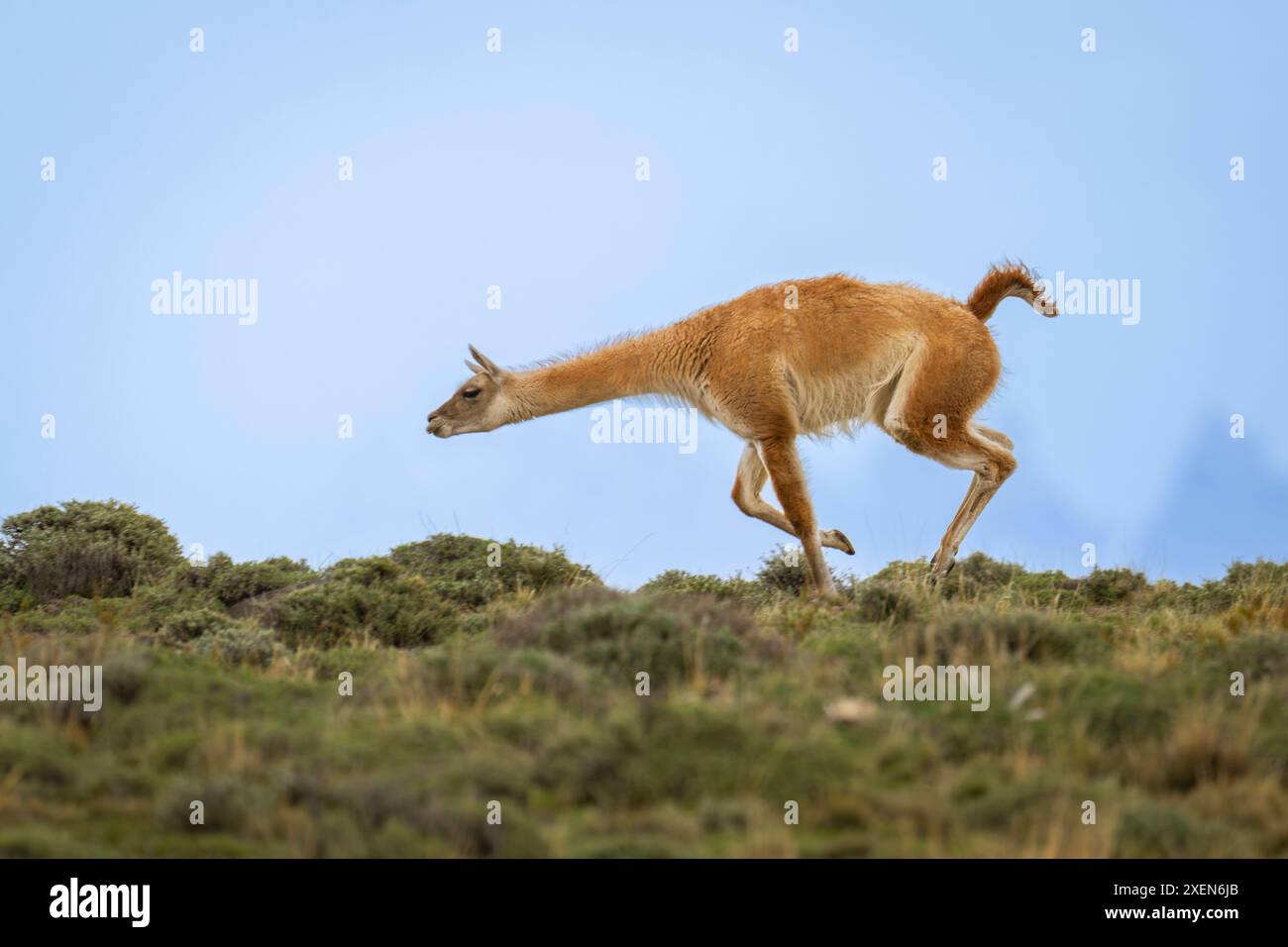 Guanaco (Lama guanicoe) galloping along a hilltop beneath a cloudy ...