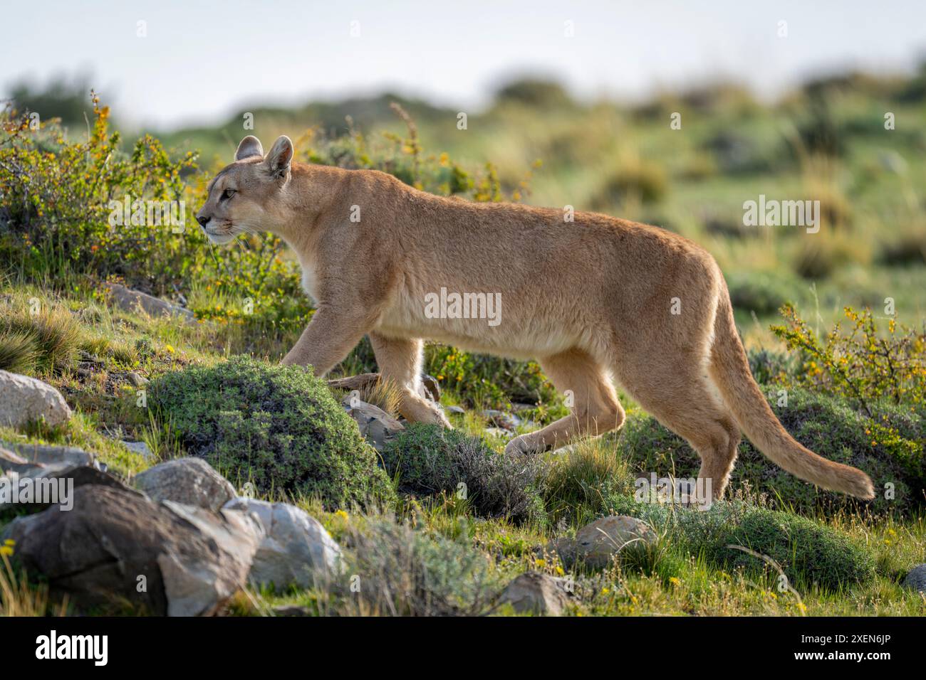 Female puma (Puma concolor) passes bushes on rocky scrubland in Torres ...