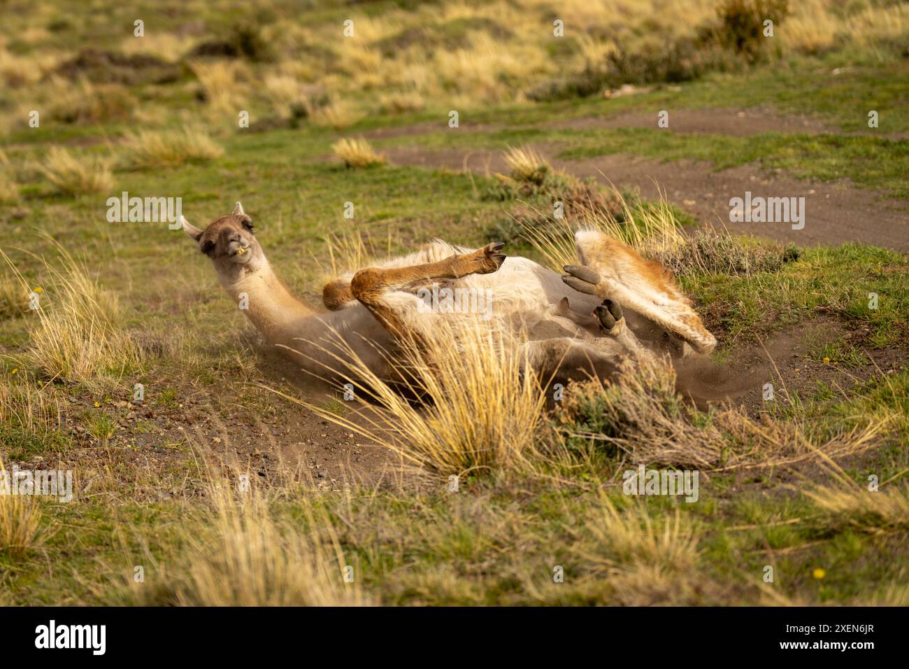 Guanaco (Lama guanicoe) rolls on back in bushy grassland in Torres del ...