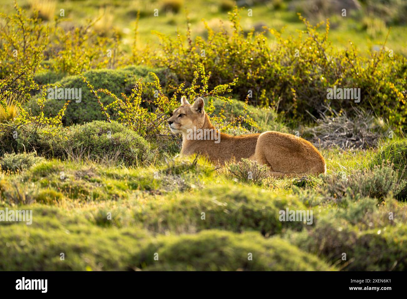 Female puma (Puma concolor) lies among bushes in scrubland in Torres ...