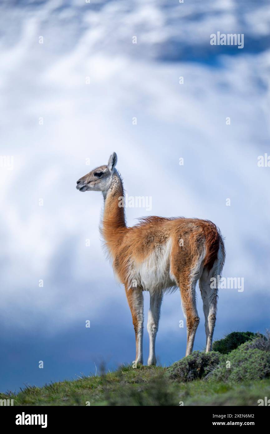 Guanaco lama guanicoe standing hi-res stock photography and images - Alamy