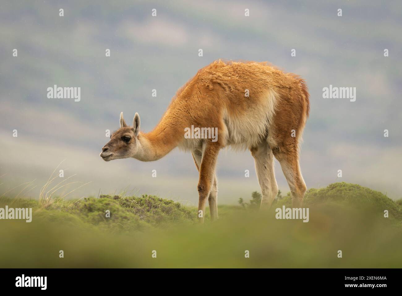 Guanaco stands lowering head on grassy hilltop Stock Photo - Alamy
