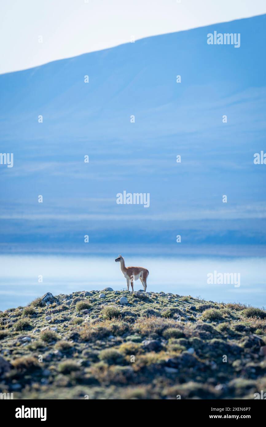 Guanaco (Lama guanicoe) sstands on mound with hillside behind in Torres ...