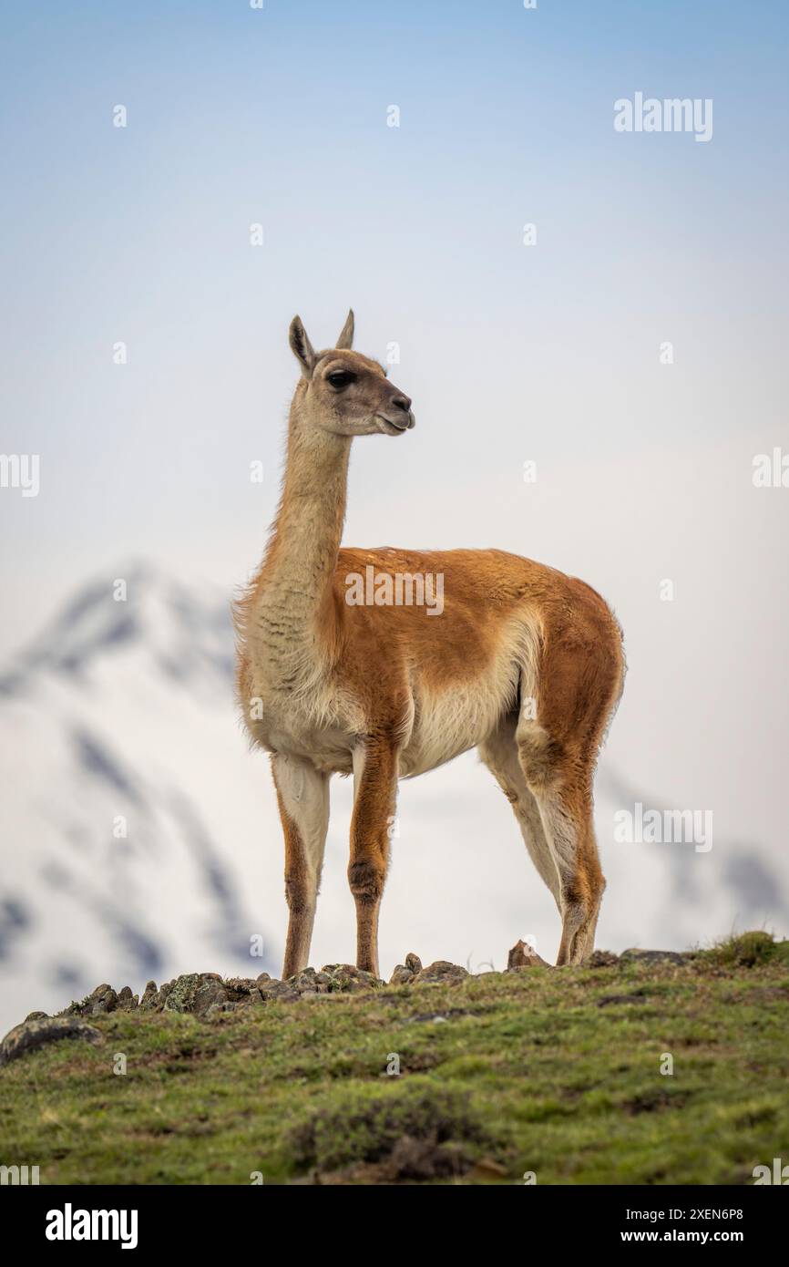 Guanaco (Lama guanicoe) stands turning head on grassy hill in Torres ...