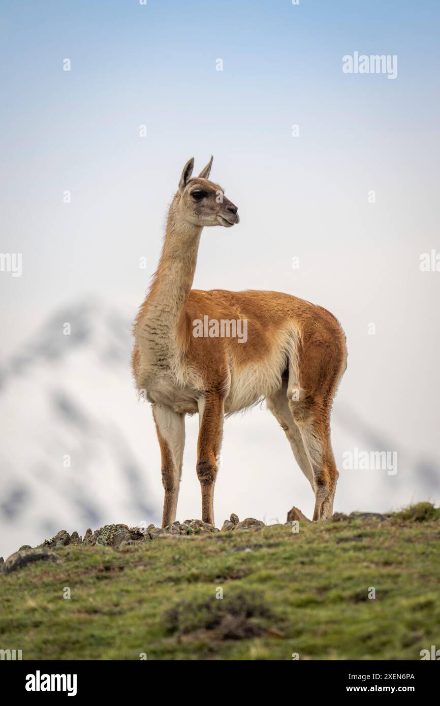 Guanaco (Lama guanicoe) stands turning head on horizon in Torres del ...