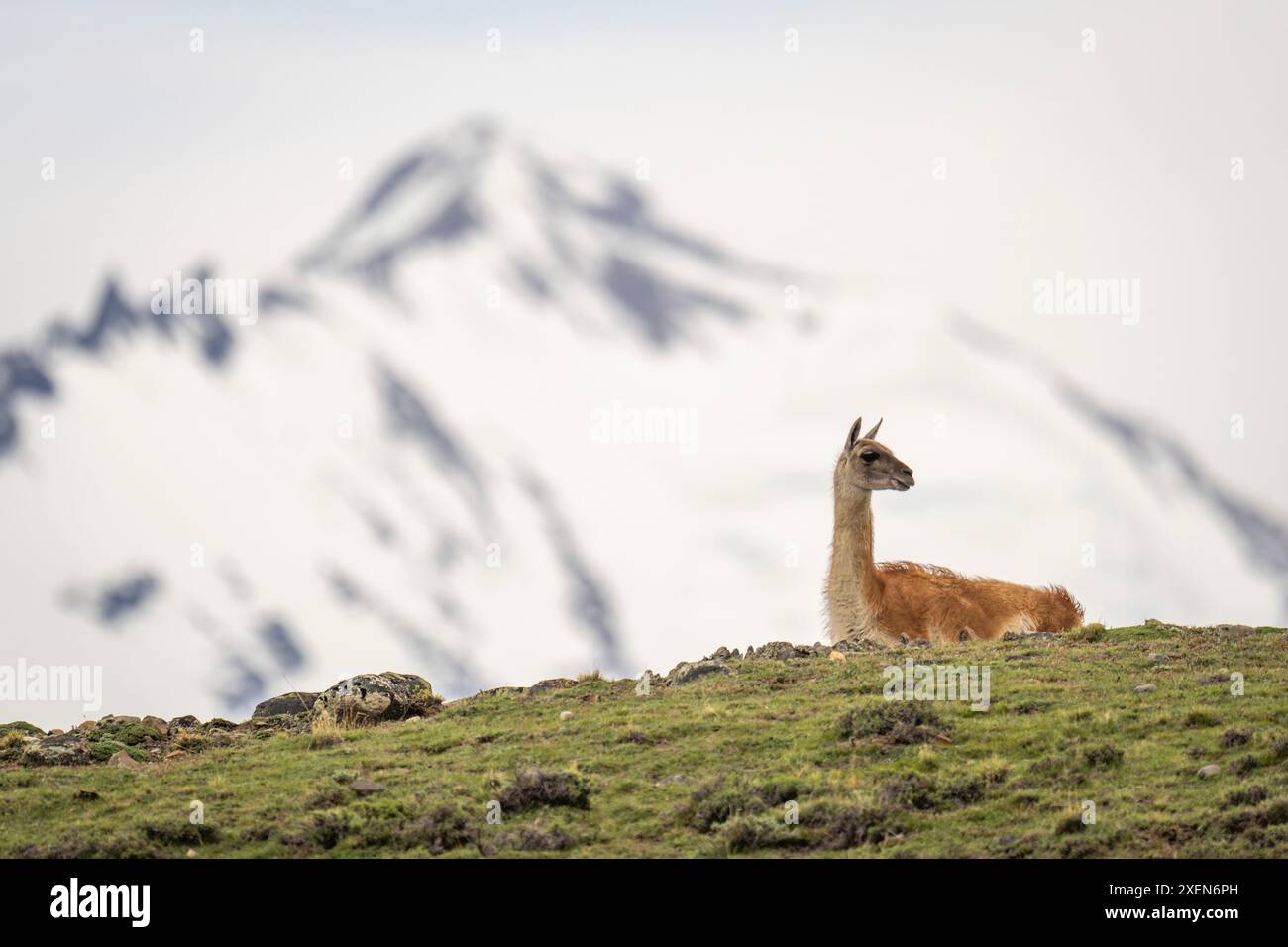 Guanaco (Lama guanicoe) lays down turning head on horizon in Torres del ...