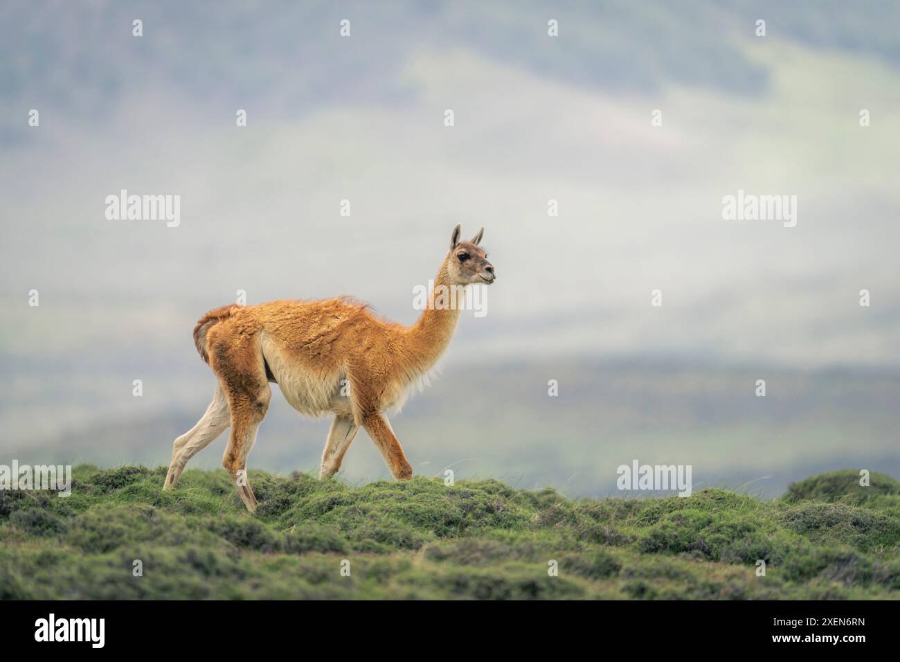 Guanaco (Lama guanicoe) walks between bushes along grassy ridge in ...