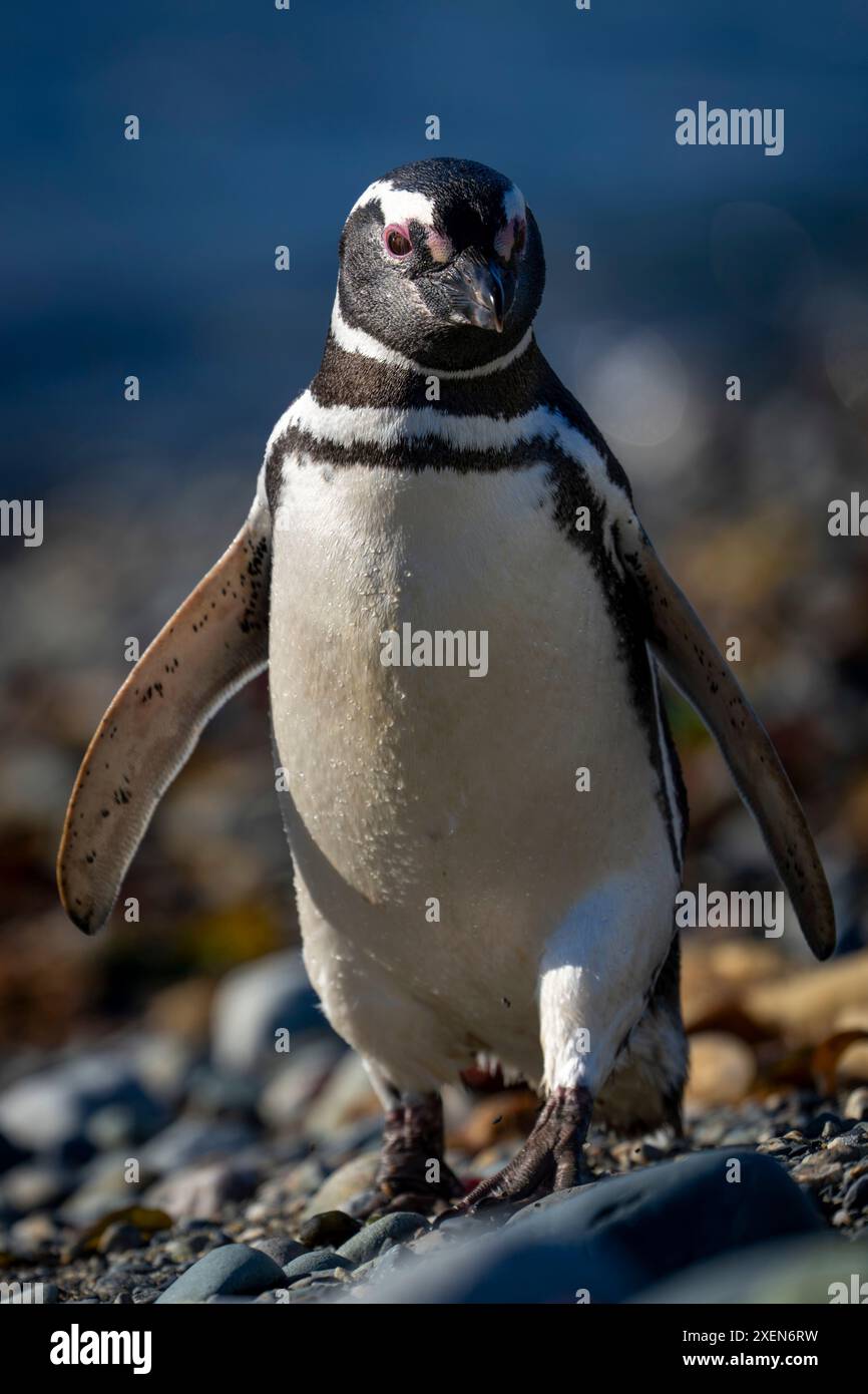 Magellanic penguin (Spheniscus magellanicus) crosses shingle beach ...